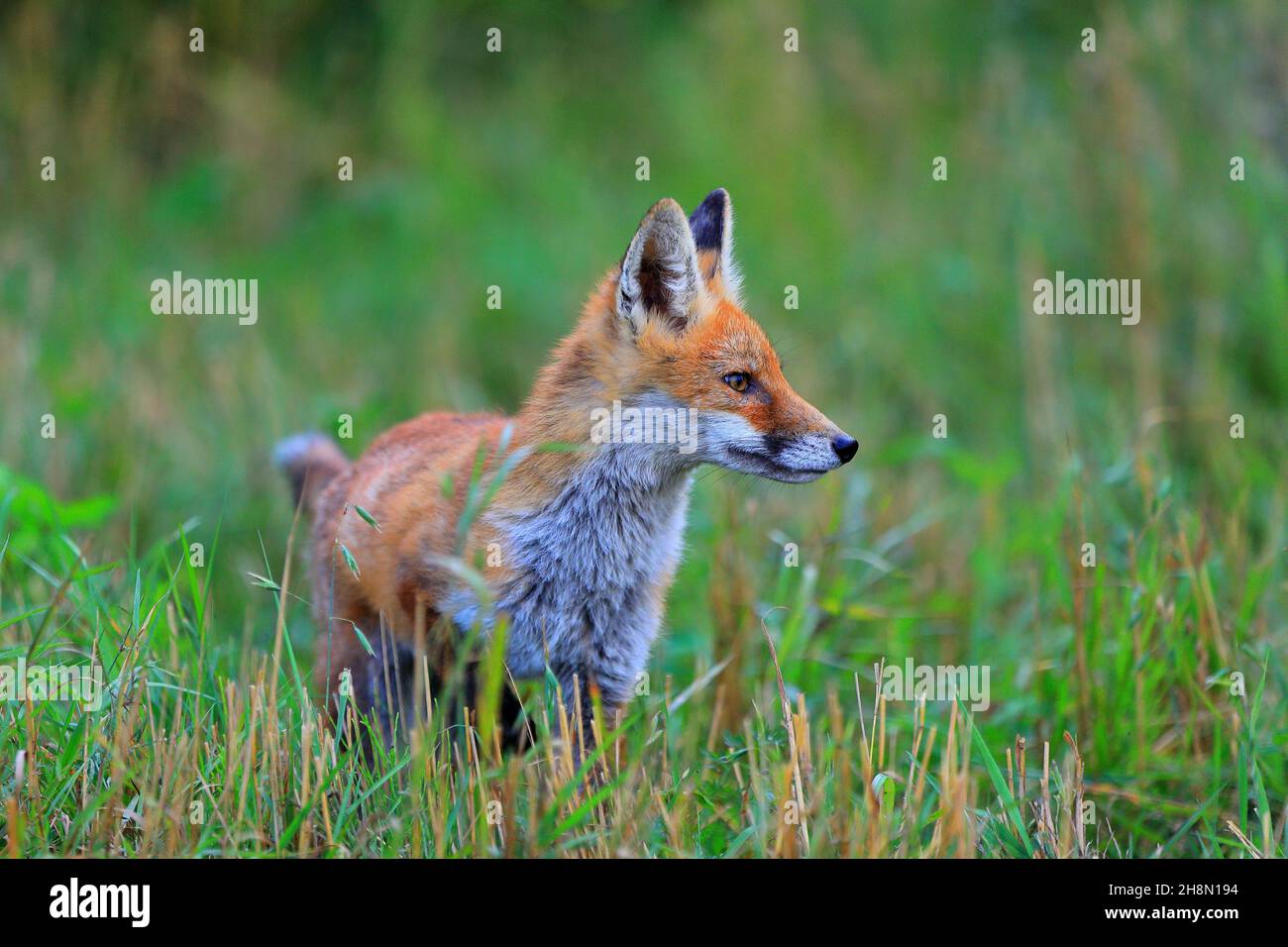 Red fox (Vulpes vulpes), young fox standing in harvested grain field, male, Krauchenwies ...