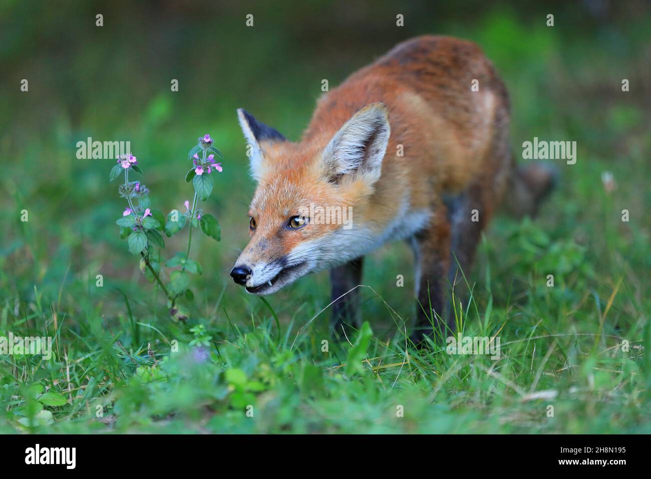 Red fox (Vulpes vulpes), Young fox standing in the grass, Male, Krauchenwies, Sigmaringen County ...
