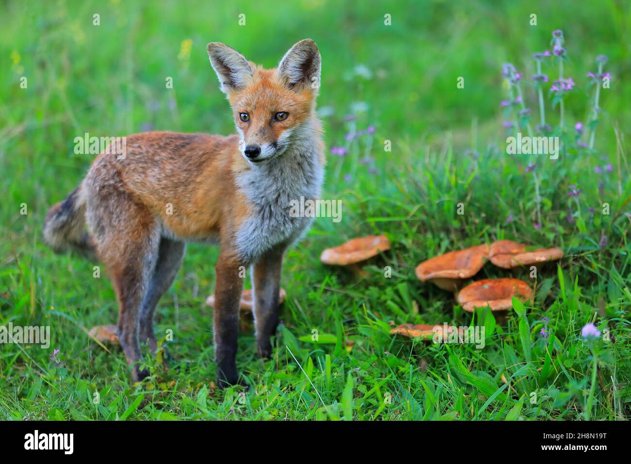 Red fox (Vulpes vulpes), young fox standing by a group of mushrooms, male, Krauchenwies ...