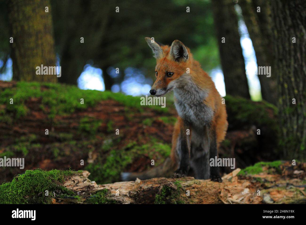 Red fox (Vulpes vulpes), young fox standing on tree trunk, male, Krauchenwies, Sigmaringen ...