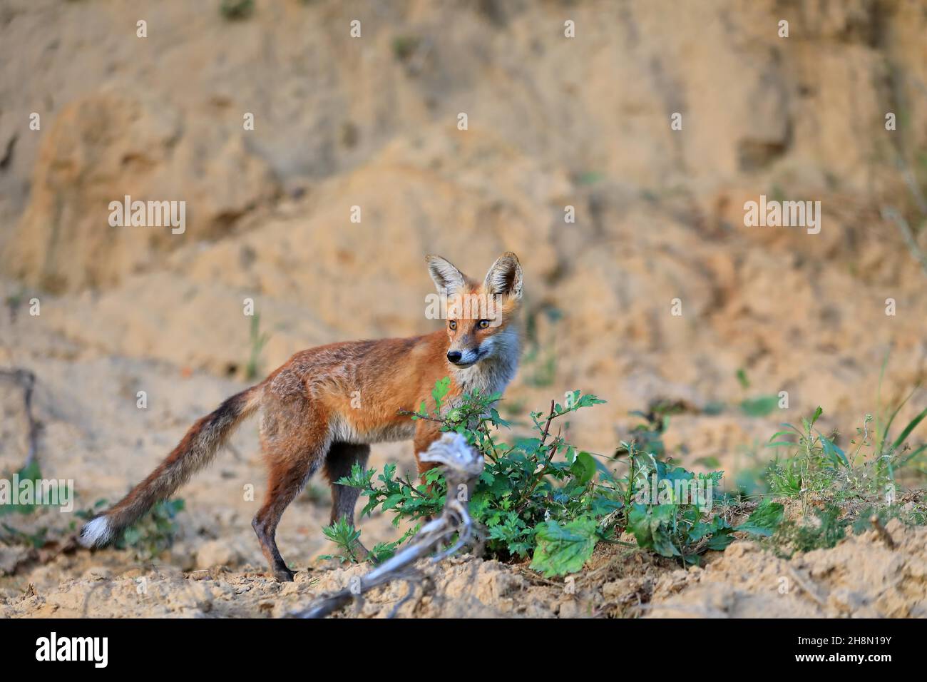 Red fox (Vulpes vulpes), Young fox standing on a sandy slope, Male ...