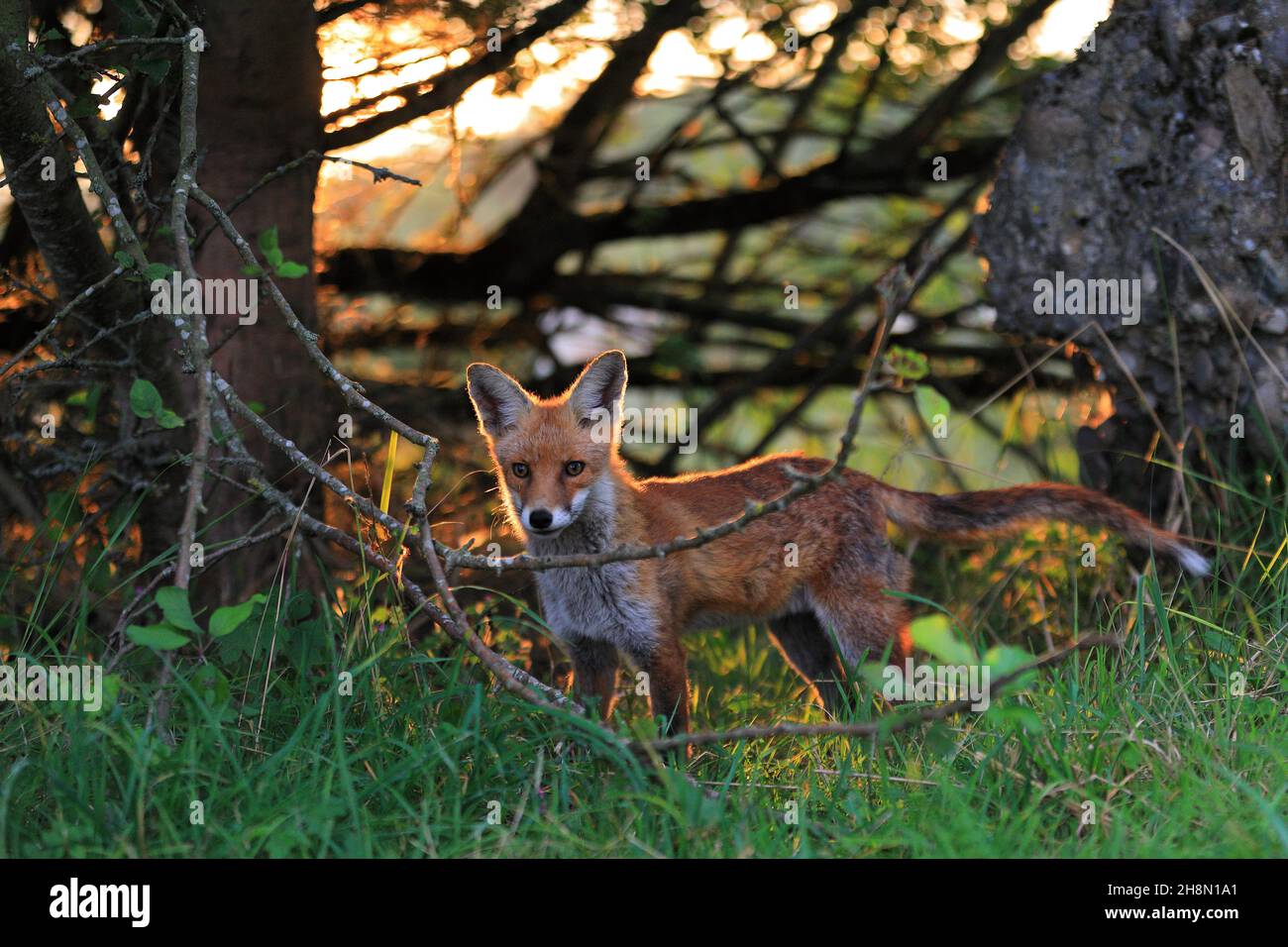 Red fox (Vulpes vulpes), young fox standing on a branch, male, Krauchenwies, Sigmaringen County ...