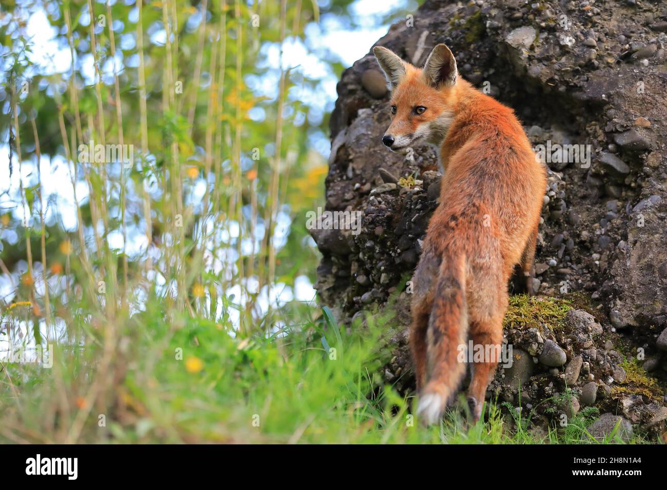 Red fox (Vulpes vulpes), Young fox standing by a stone, Male, Krauchenwies, Sigmaringen County ...