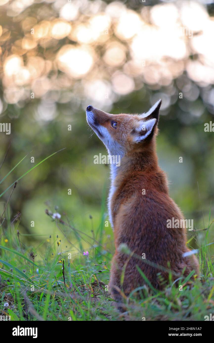 Fox looking up hi-res stock photography and images - Alamy