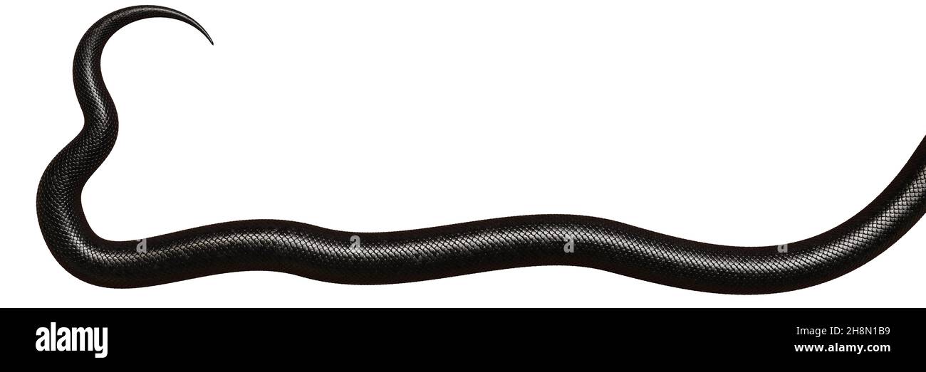 tail of a black snake, isolated on white background banner Stock Photo ...