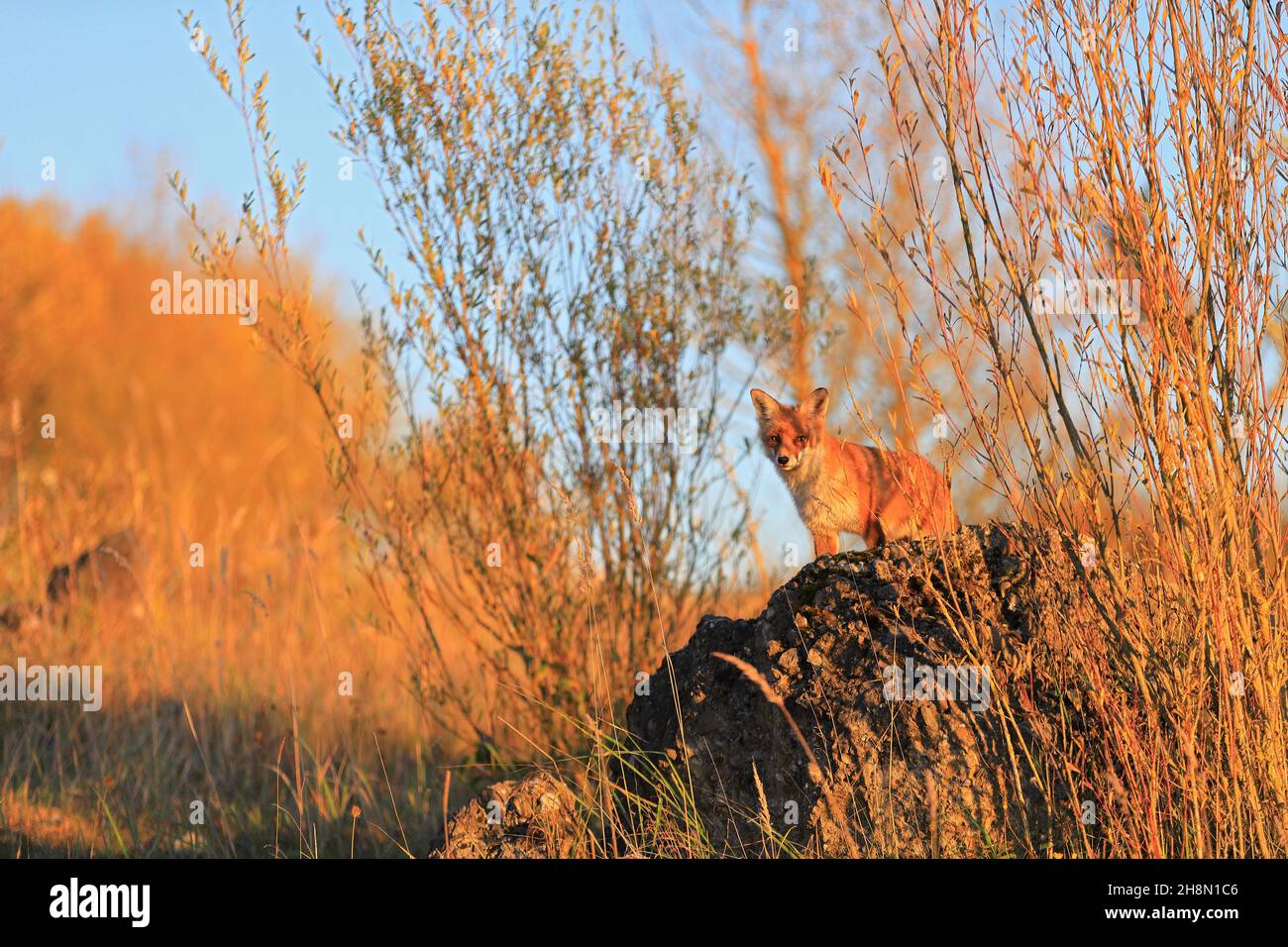 Red fox (Vulpes vulpes), young fox standing on stone, autumn ...