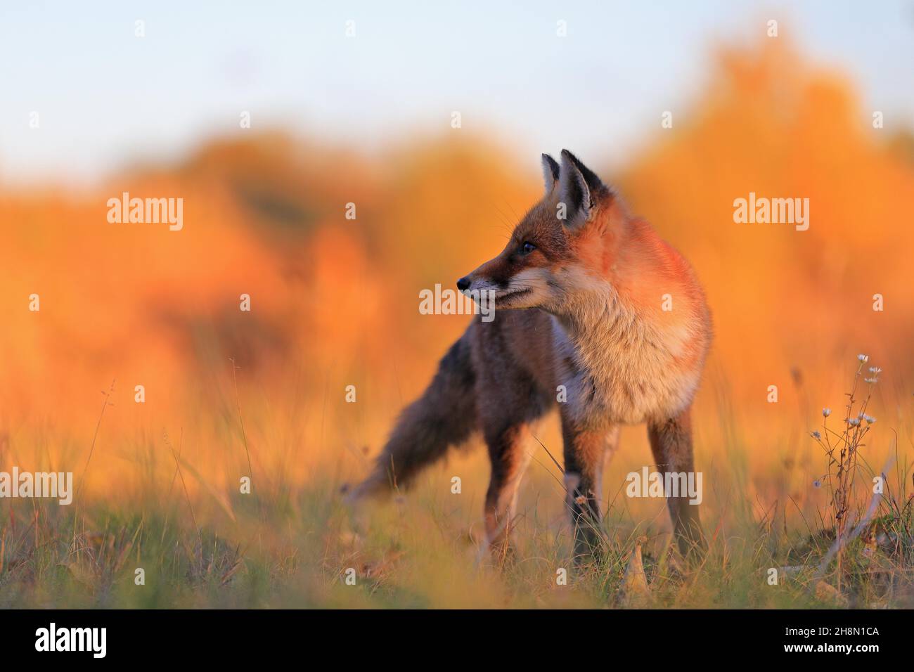 Red fox (Vulpes vulpes), young fox standing in the grass, autumn, Krauchenwies, Sigmaringen ...