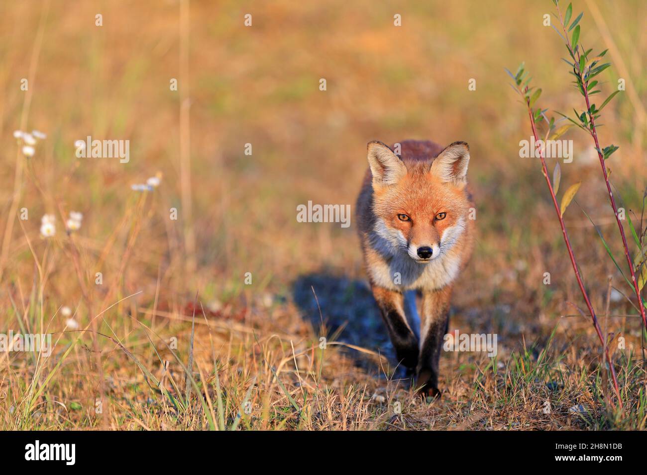 Red fox (Vulpes vulpes), young fox running on game crossing, autumn ...