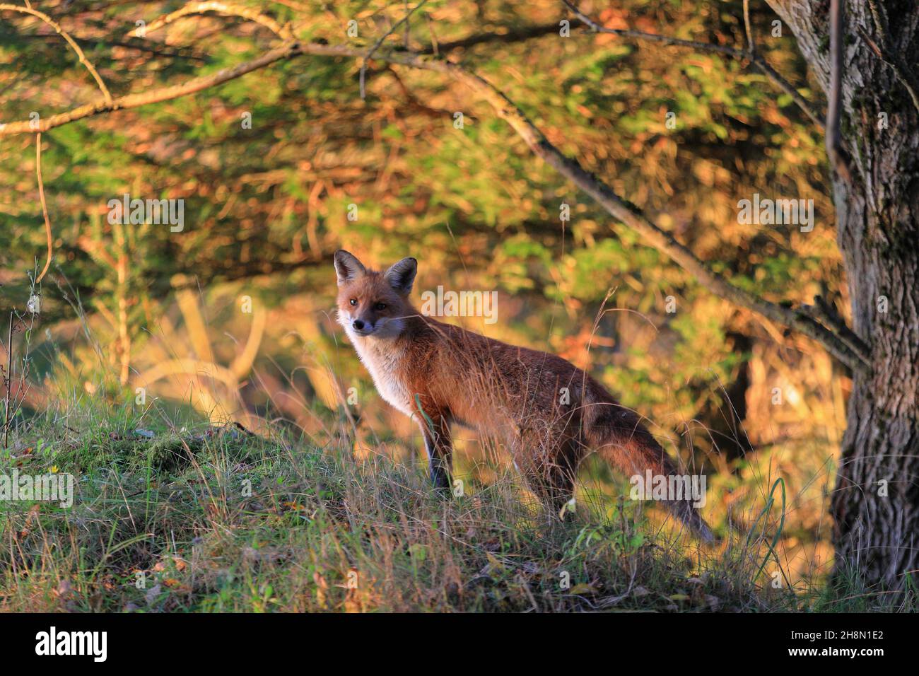 Red fox (Vulpes vulpes), young fox standing in front of autumnal ...