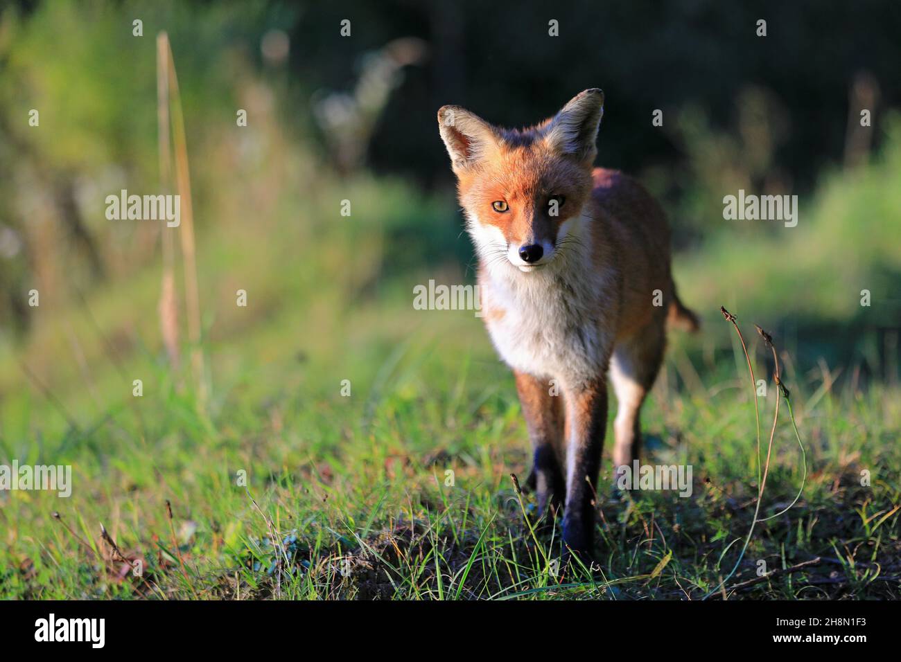 Red fox (Vulpes vulpes), young fox standing in the grass, Krauchenwies, Sigmaringen County ...