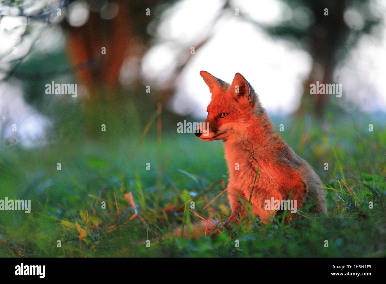 Orange county park hi-res stock photography and images - Alamy