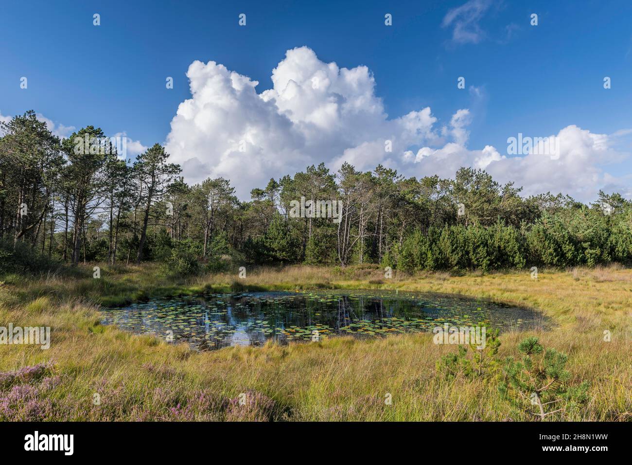 Moorland with lake near Henne Strand, Syddanmark, Denmark Stock Photo ...