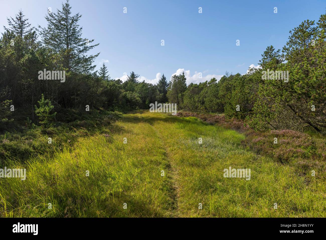 Firebreak with trail through local pine forest in dune area, Henne ...