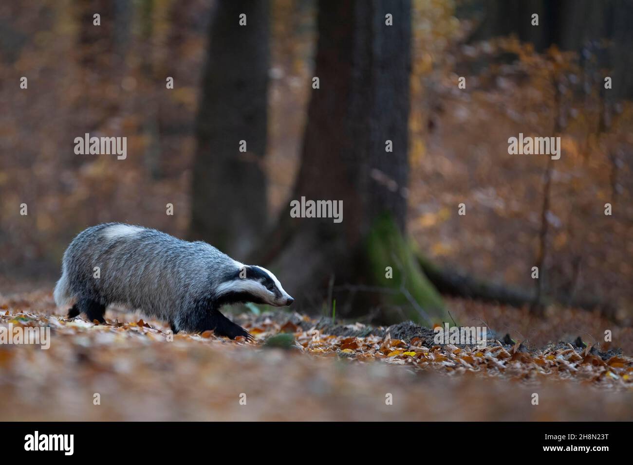European badger (Meles meles) in autumn forest, Bitburg, Germany Stock ...