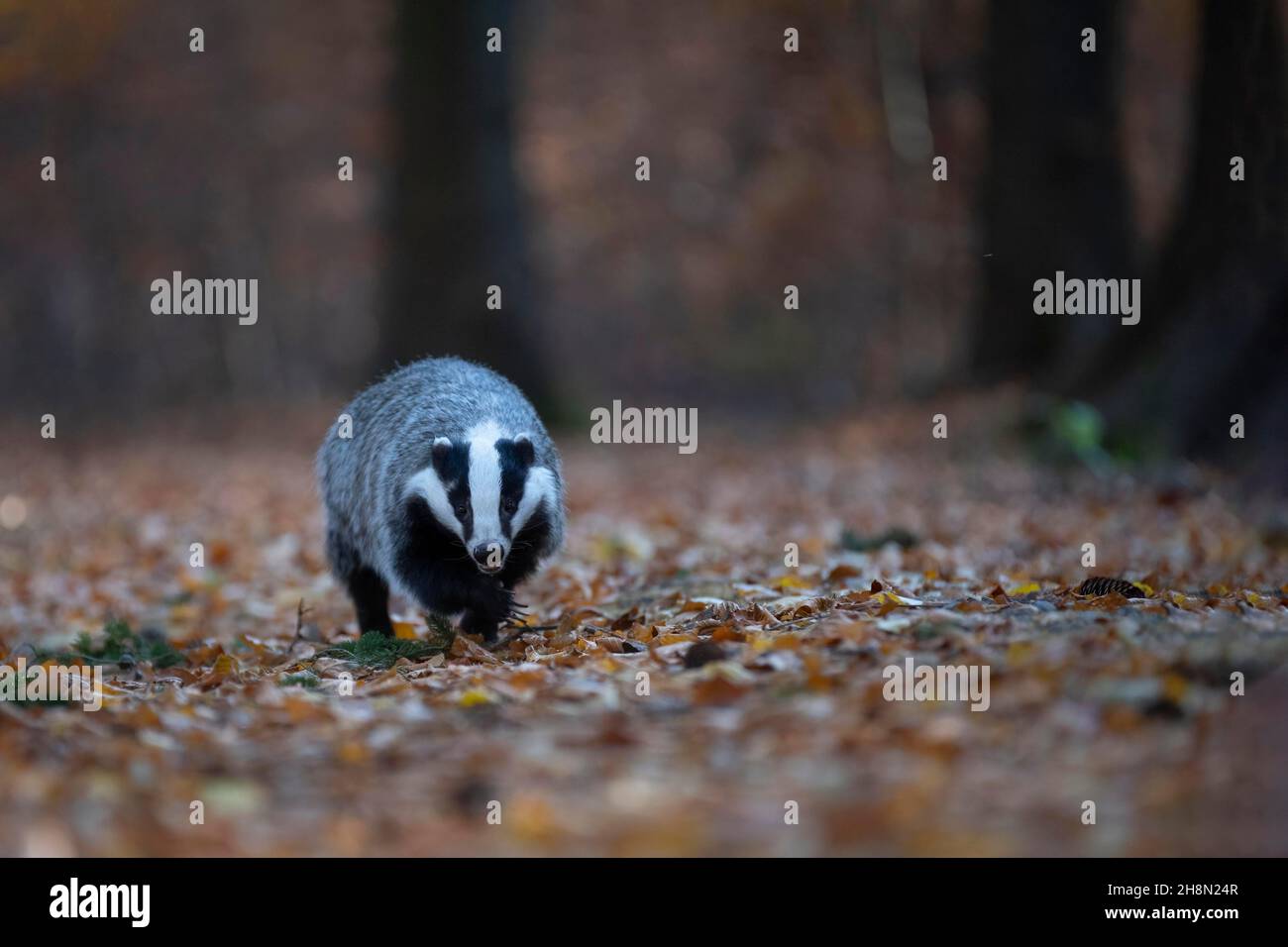 European badger (Meles meles) in autumn forest, Bitburg, Germany Stock ...