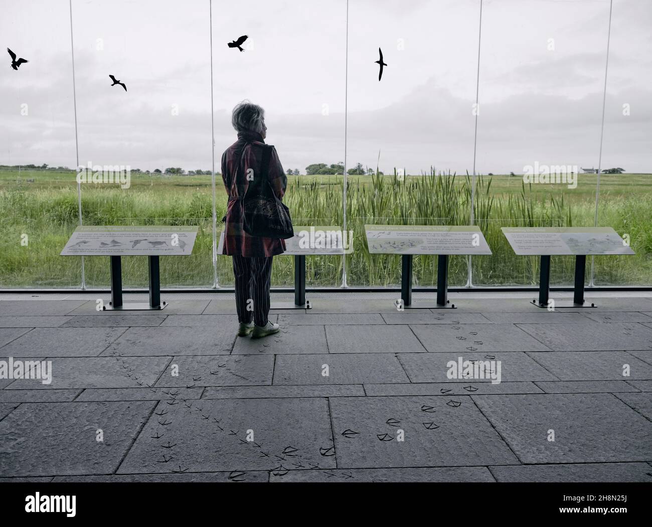 Birding identification hi-res stock photography and images - Alamy