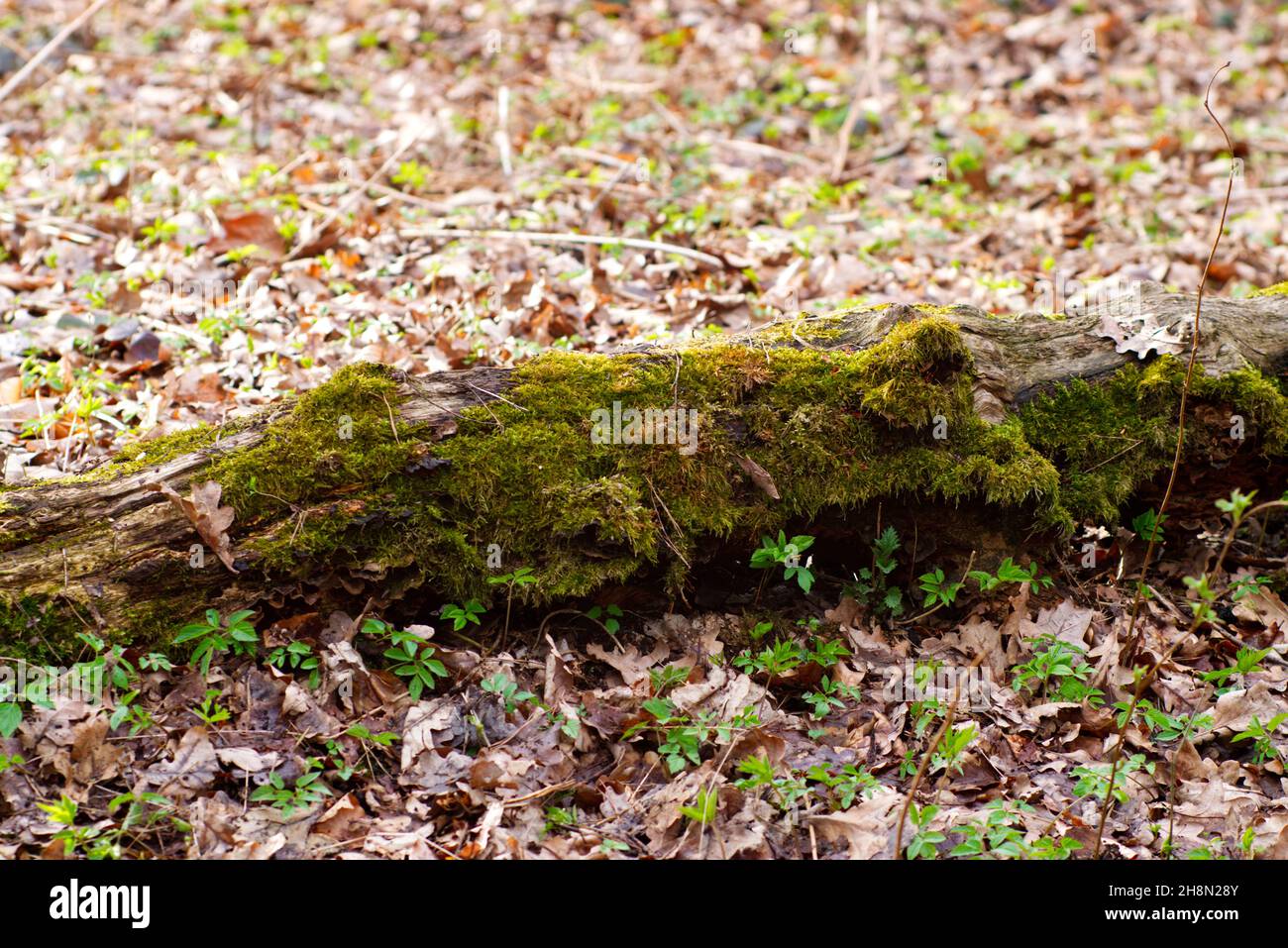 old tree trunk overgrown with moss Stock Photo - Alamy