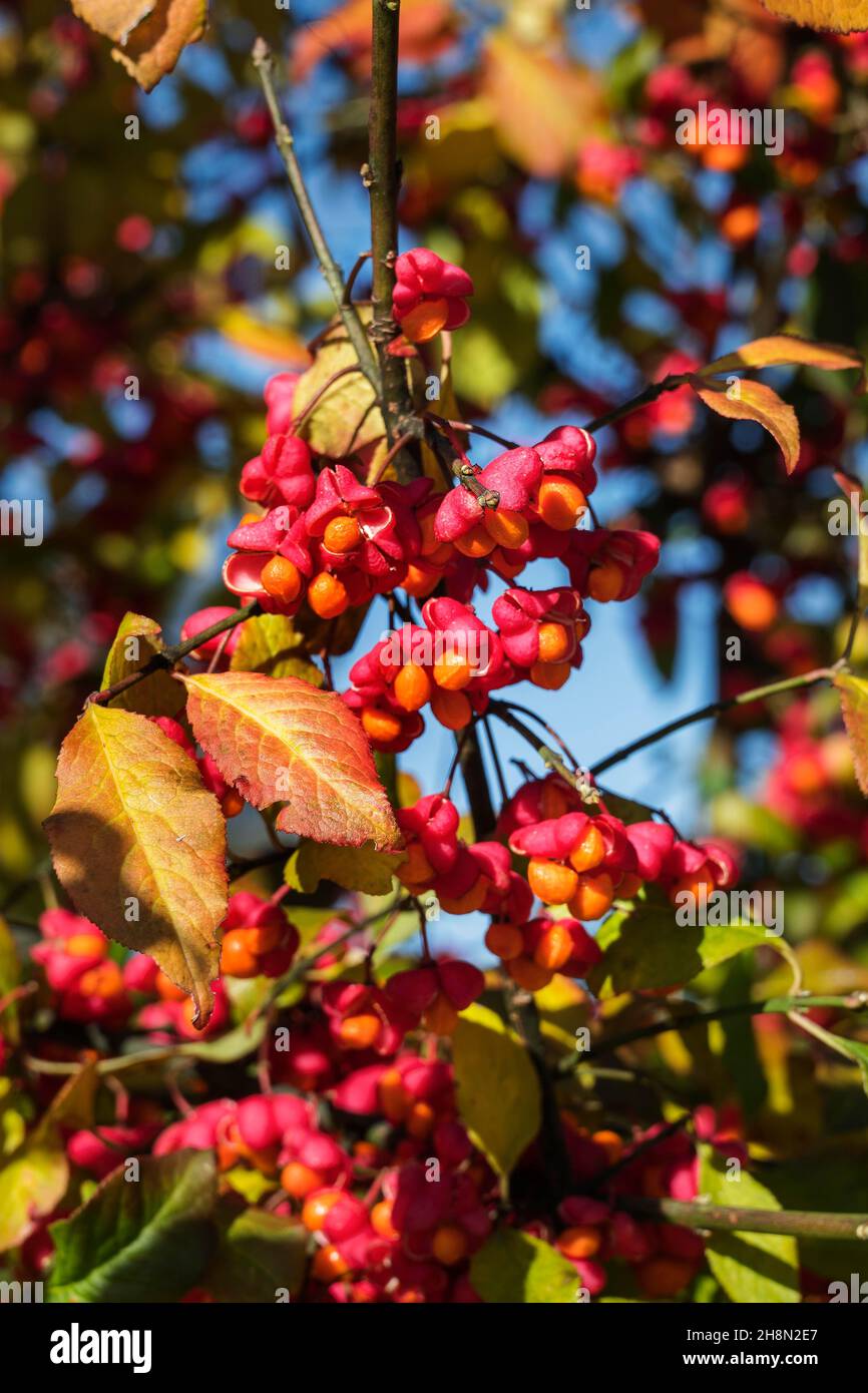 European spindle (Euonymus europaeus), spindle tree, Swabia, Bavaria ...