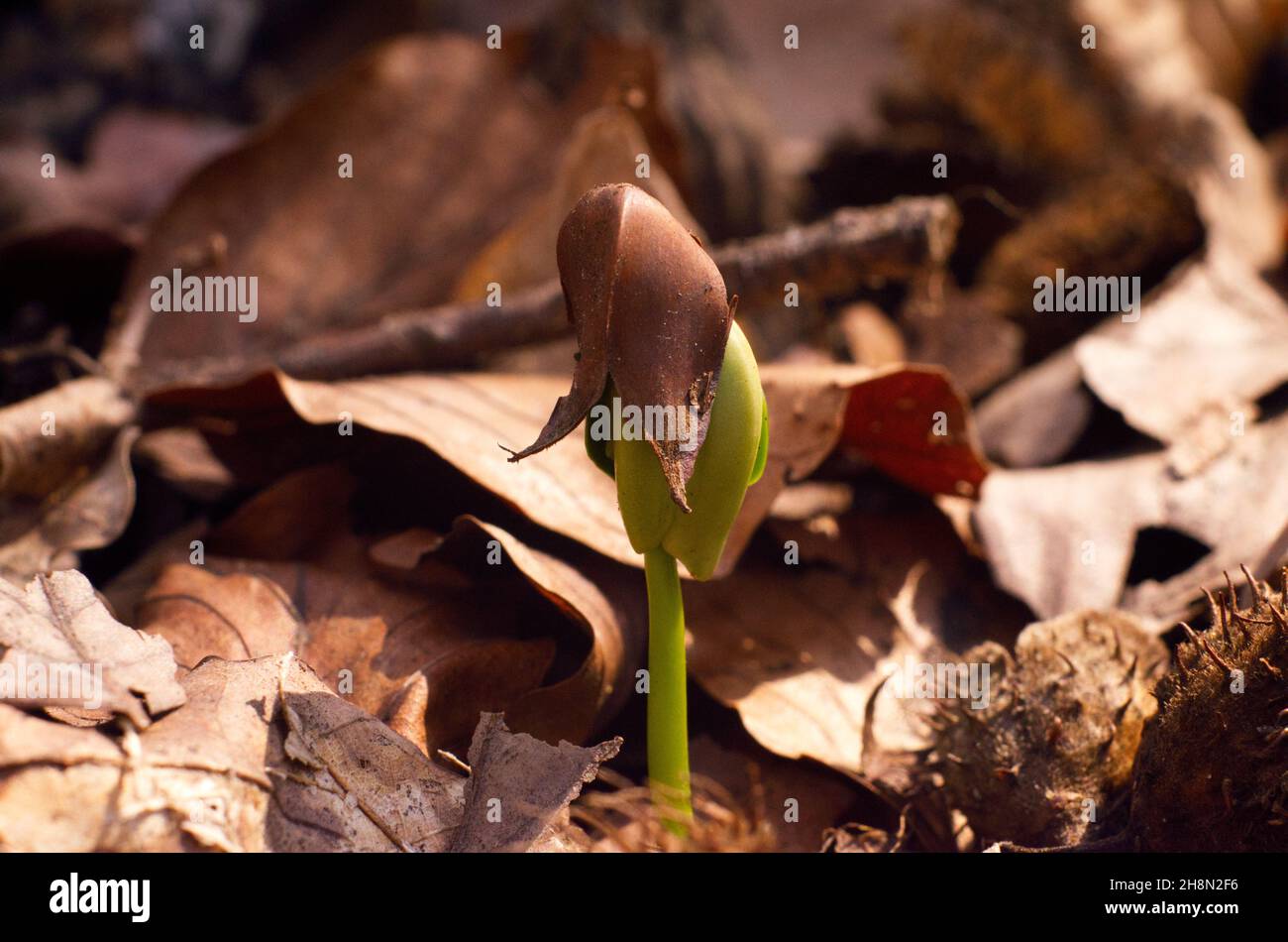 Sprouting tree from grain hi-res stock photography and images - Alamy