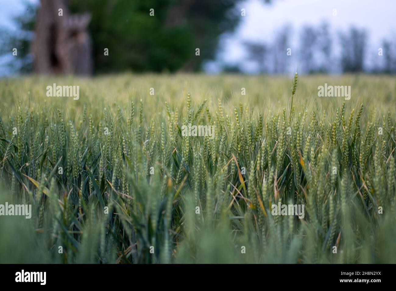 Green young wheat field in Santa Fe, Argentina Stock Photo - Alamy