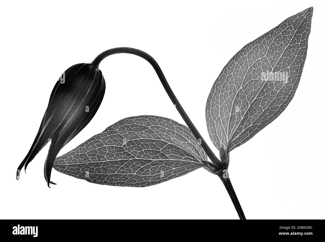 Clematis flower bud Cut Out Stock Images & Pictures - Alamy