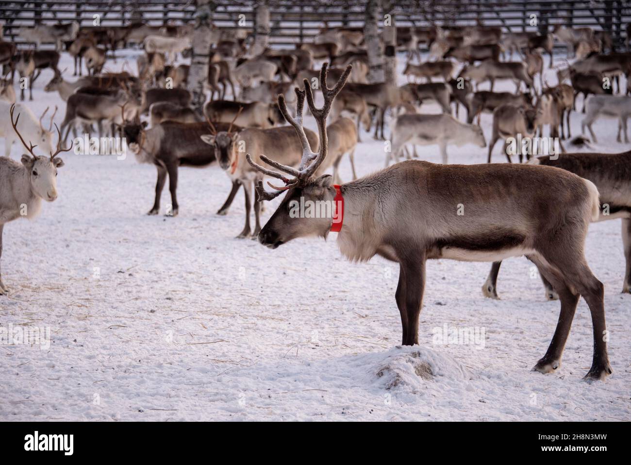 Reindeer in an enclosure, Lapland, Finland Stock Photo - Alamy