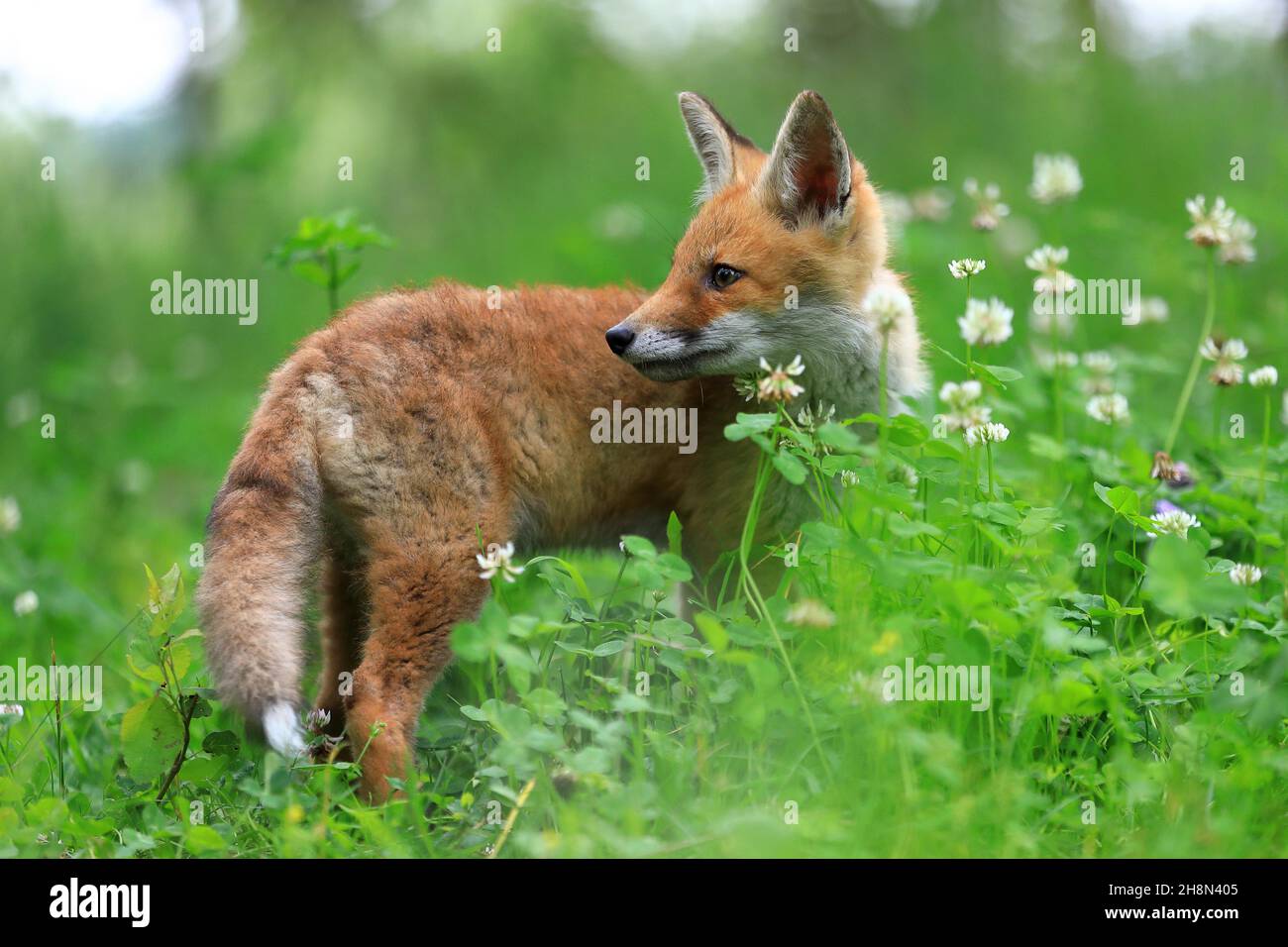 Red fox (Vulpes vulpes), fox cub standing in clover, young male, Krauchenwies, Sigmaringen ...