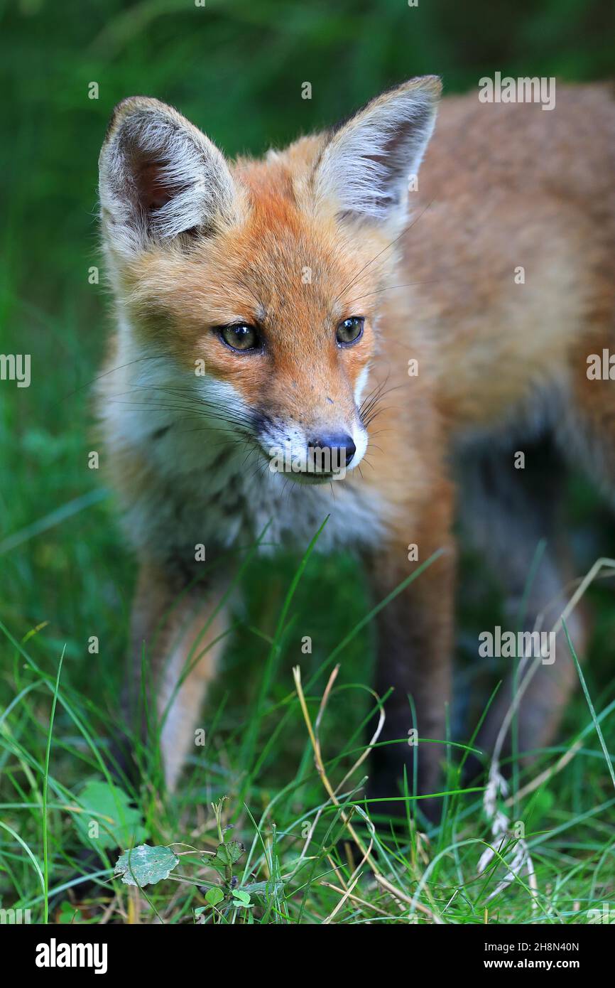 Red fox (Vulpes vulpes), portrait of a fox cub in the grass, young male, Krauchenwies, district ...