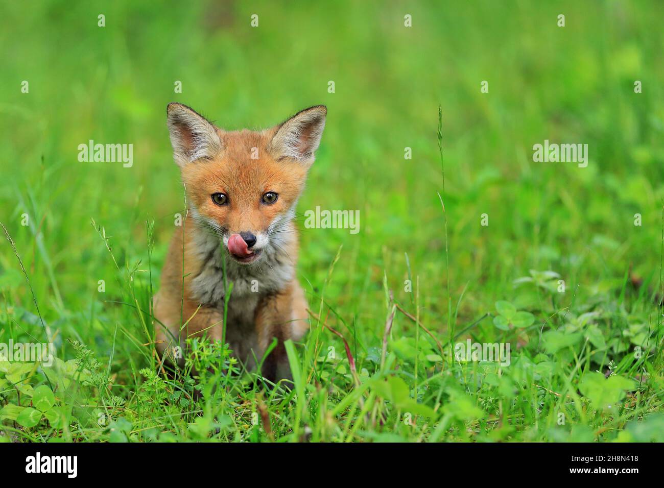 Red fox (Vulpes vulpes), pup sitting in the grass, Krauchenwies, Sigmaringen County, Upper ...