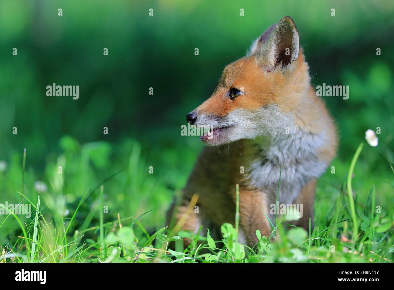 Red fox (Vulpes vulpes), pup sitting in the grass, Krauchenwies, Sigmaringen County, Upper ...