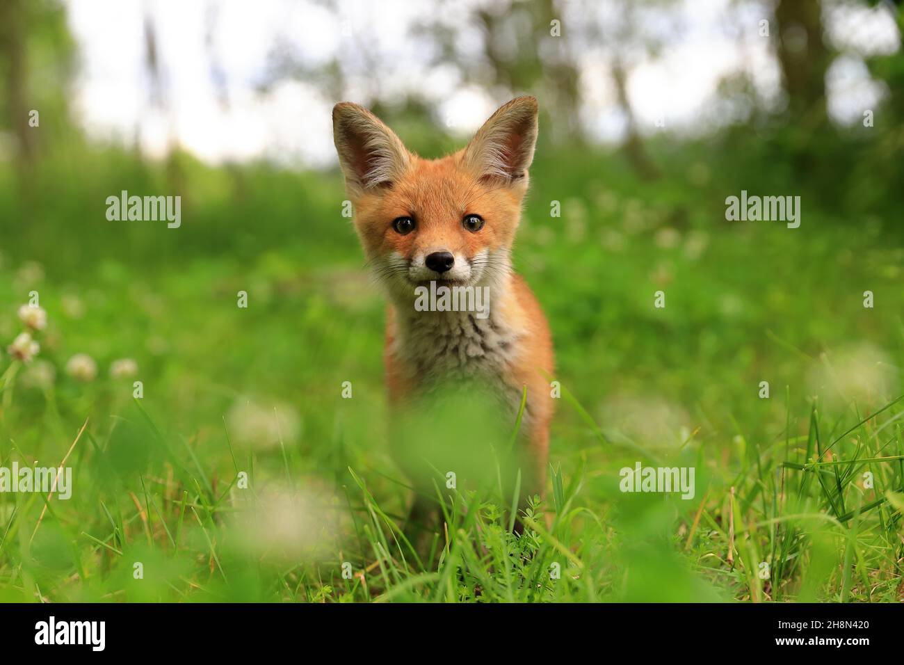 Red fox (Vulpes vulpes), fox cub sitting in the grass, young male, Krauchenwies, Sigmaringen ...