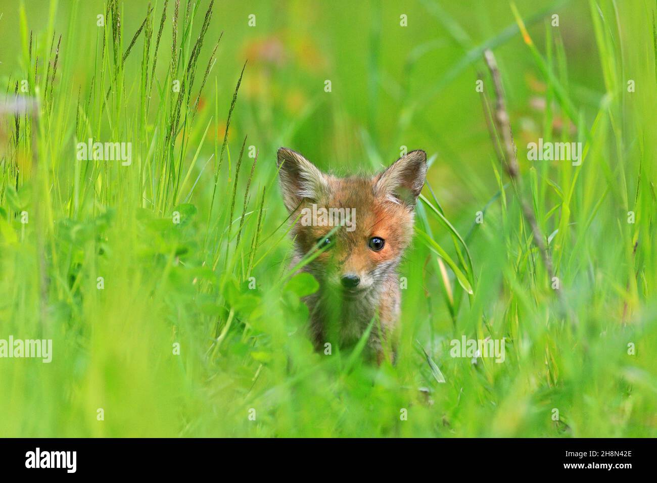 Red fox (Vulpes vulpes), pup sitting in the grass, Krauchenwies, Sigmaringen County, Upper ...