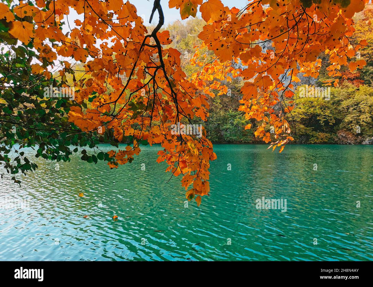Green calm lake and orange tree branches at famous Plitvice Lakes ...