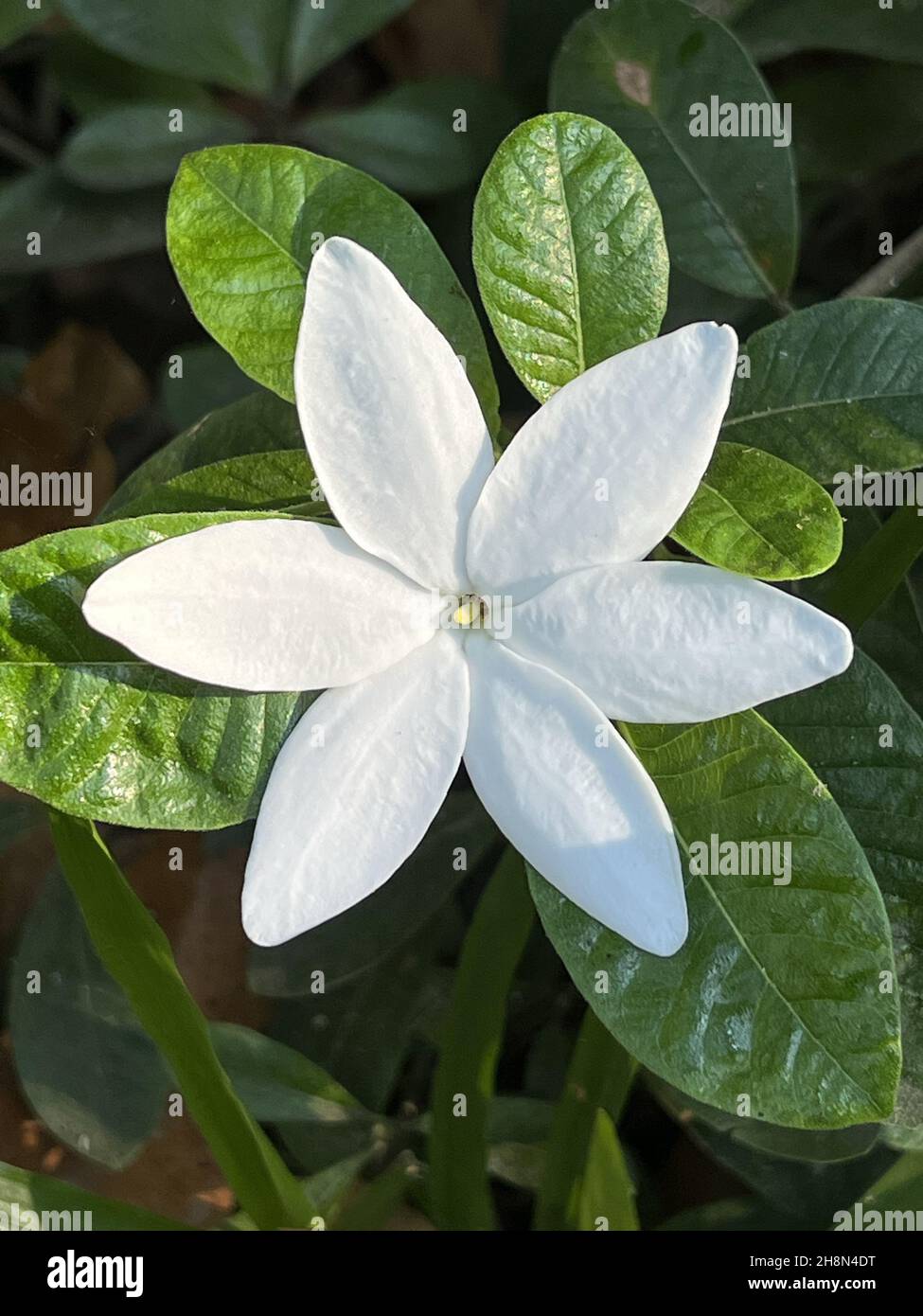 Jasmine flower australia hi-res stock photography and images - Alamy