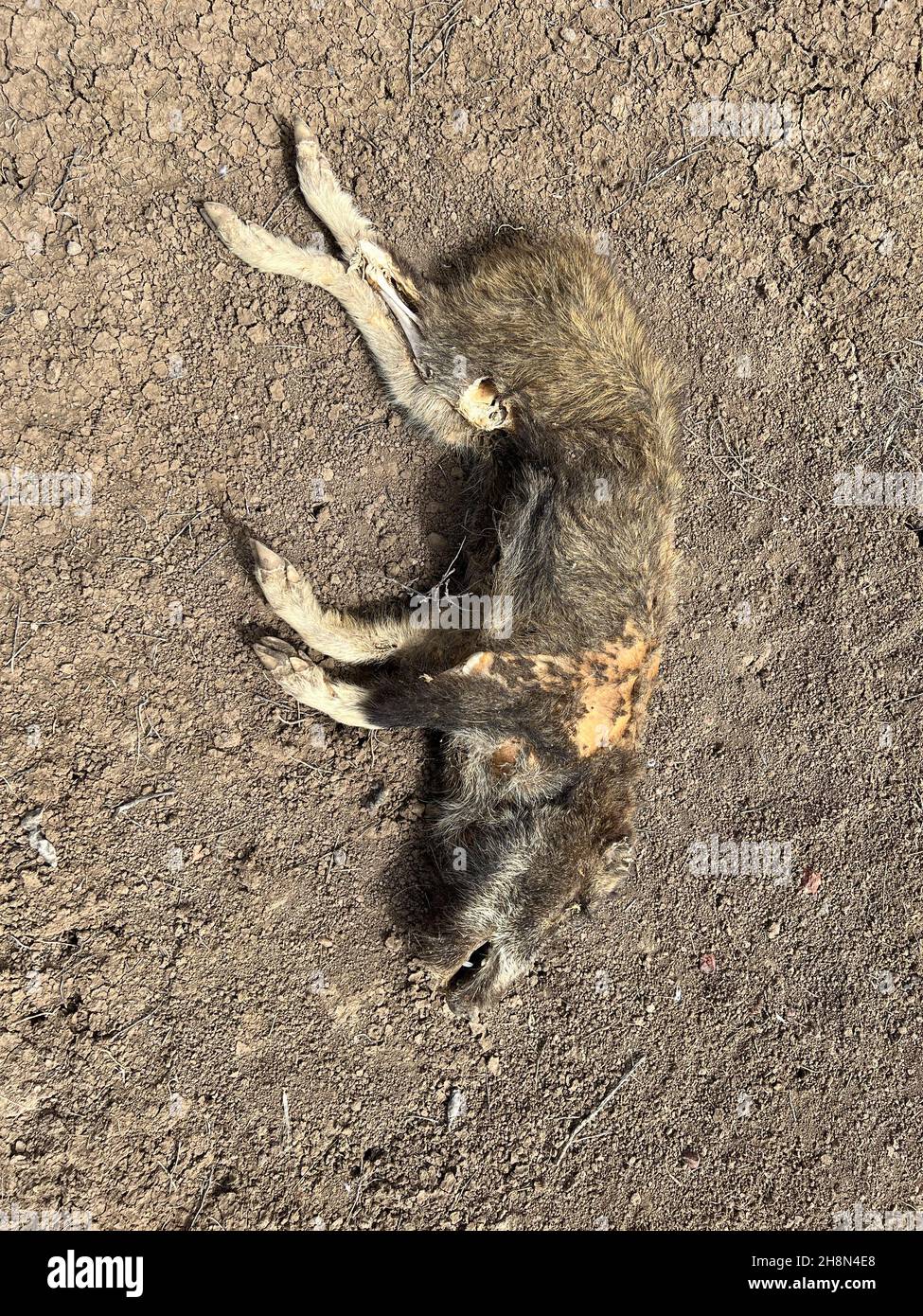 Dead Australian feral pig Stock Photo - Alamy