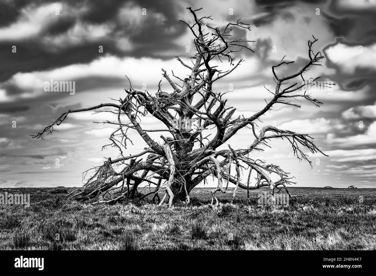 Grayscale shot of a dead tree near Geelong Victoria with a cloudy sky ...