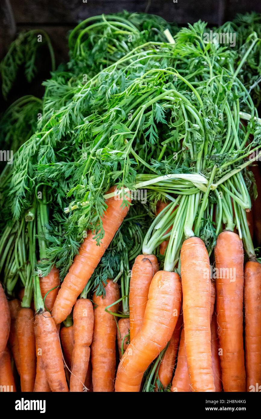 A full frame photograph of carrots for sale on a farmers market stall ...