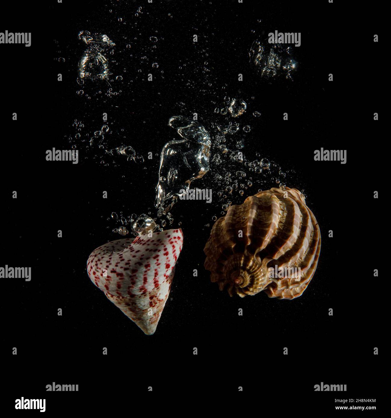 Shells under water with air bubbles Stock Photo - Alamy