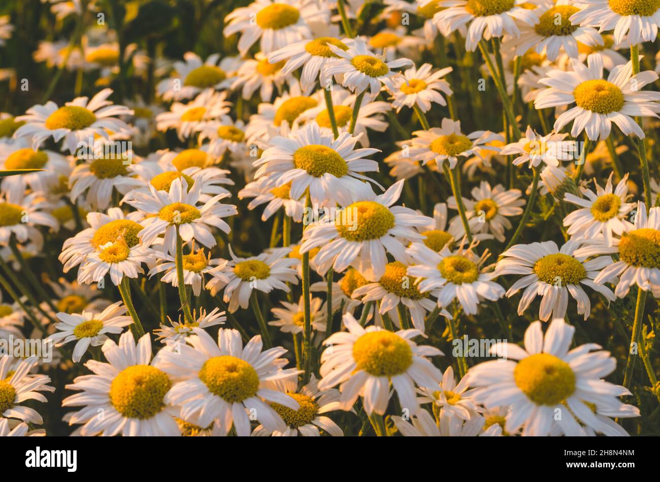 Flowering marguerite flowers or daisies. Close-up of many blossoms of ...