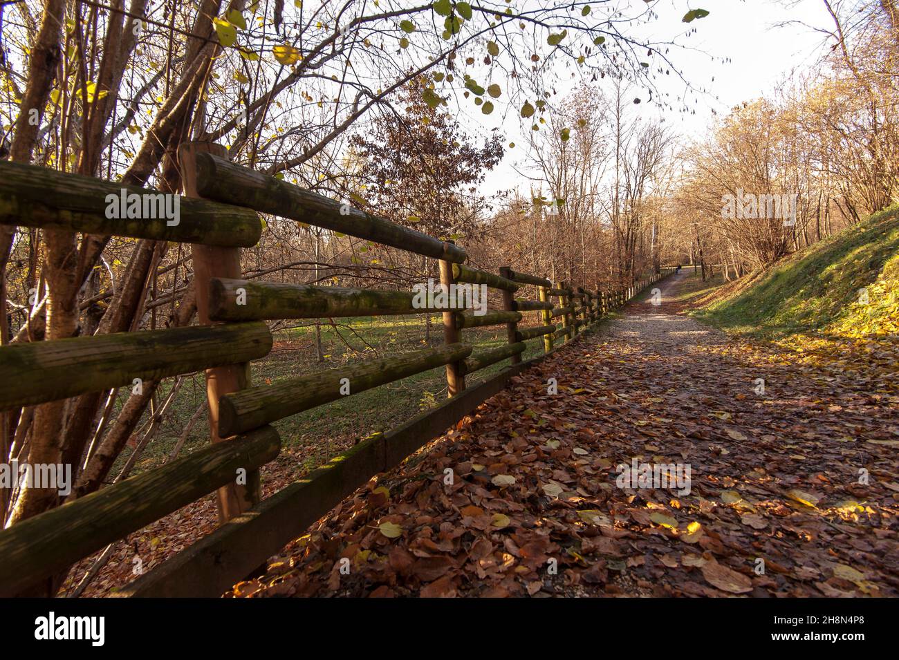 Pathway in a forest hi-res stock photography and images - Alamy