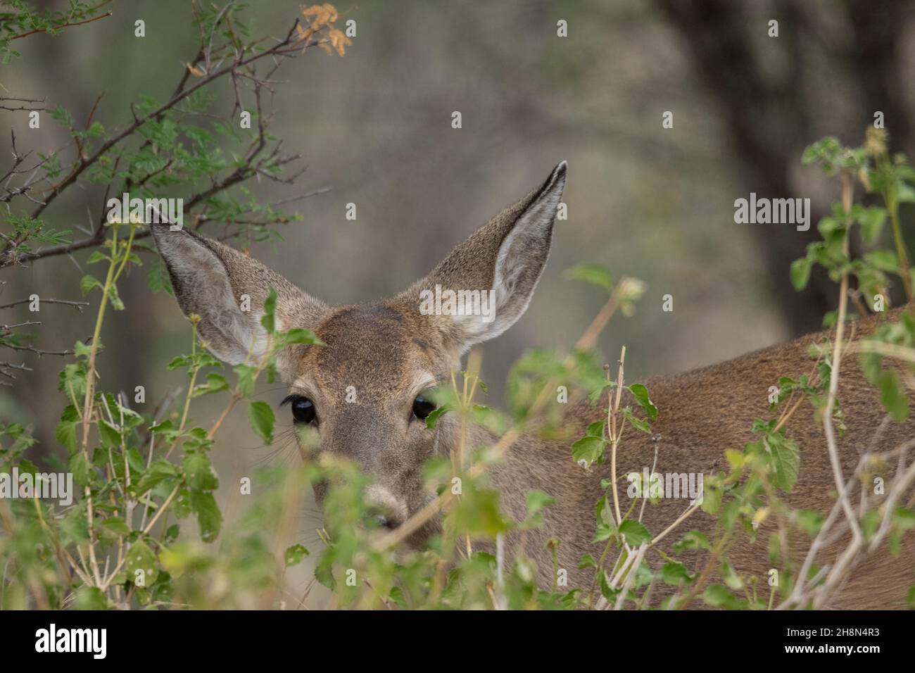 Closeup of beautiful white tail deer in the field Stock Photo - Alamy