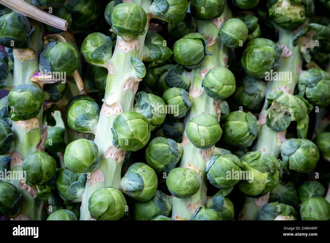 A full frame photograph of sprouts on the stalk Stock Photo - Alamy