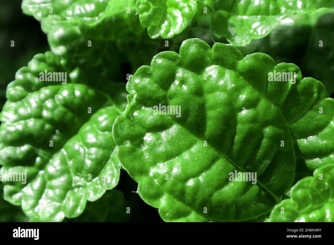 Wavy Textured Leaves During The Day Stock Photo - Alamy