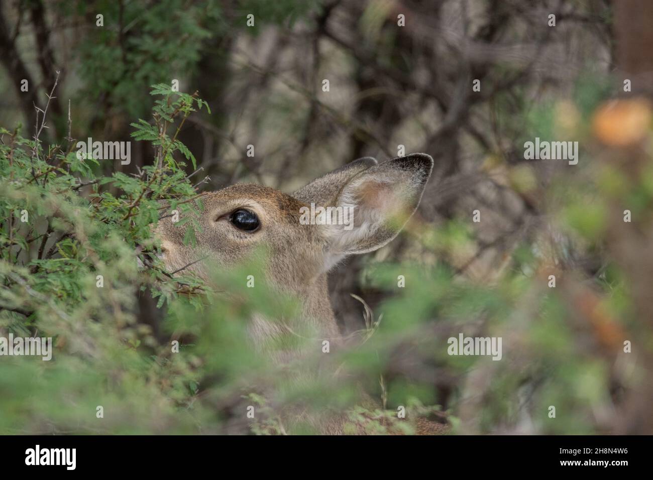 Closeup of beautiful white tail deer in the field Stock Photo - Alamy