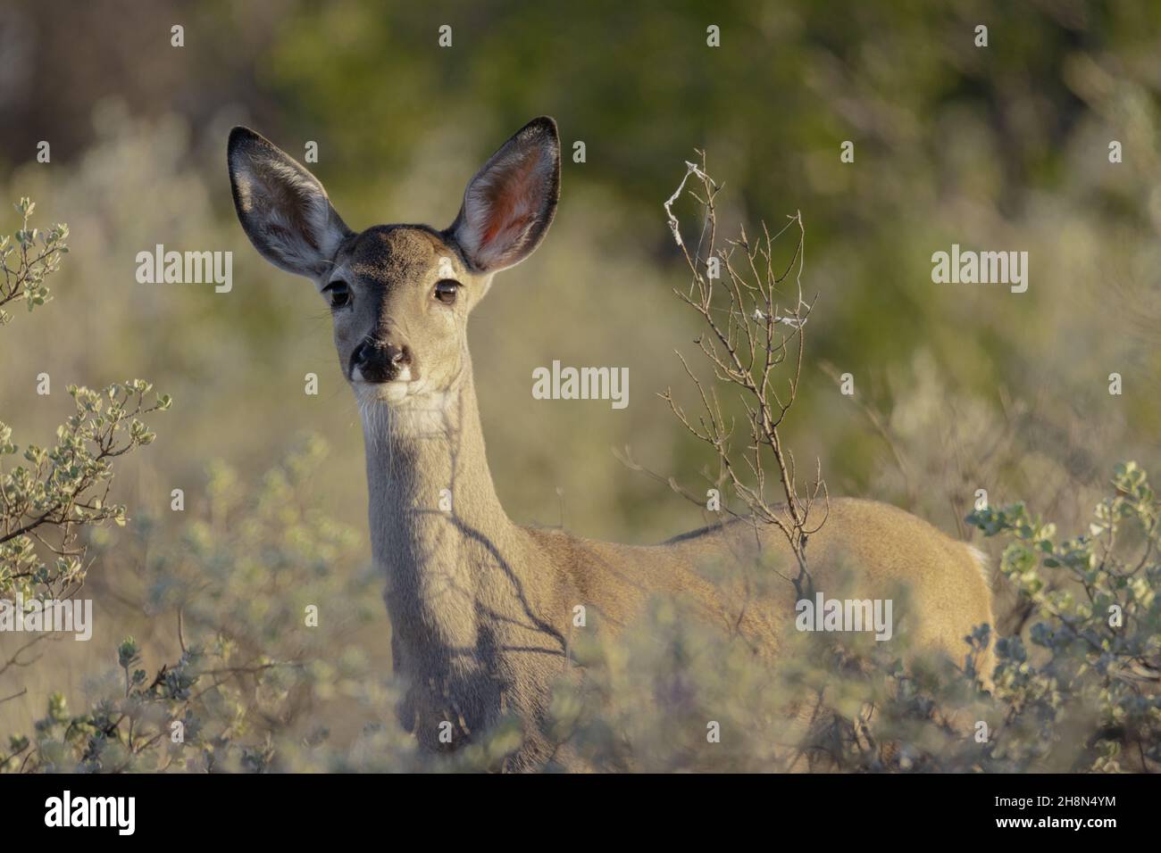 Closeup of beautiful white tail deer in the field Stock Photo - Alamy