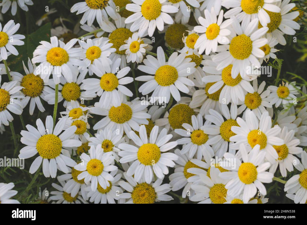 Flowering marguerite flowers or daisies. Close-up of many blossoms of ...
