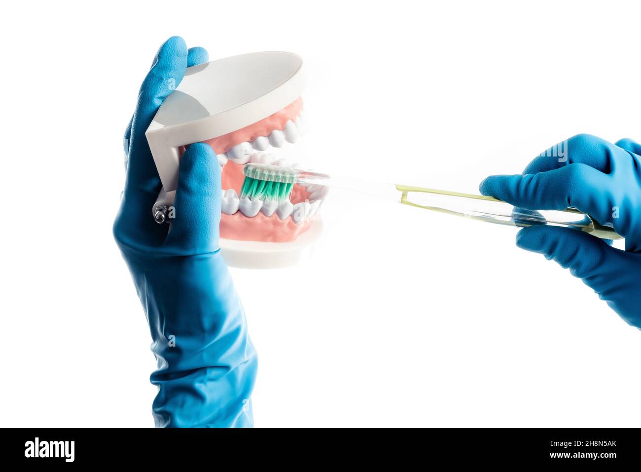Hands in blue gloves brushing teeth model isolated Stock Photo - Alamy