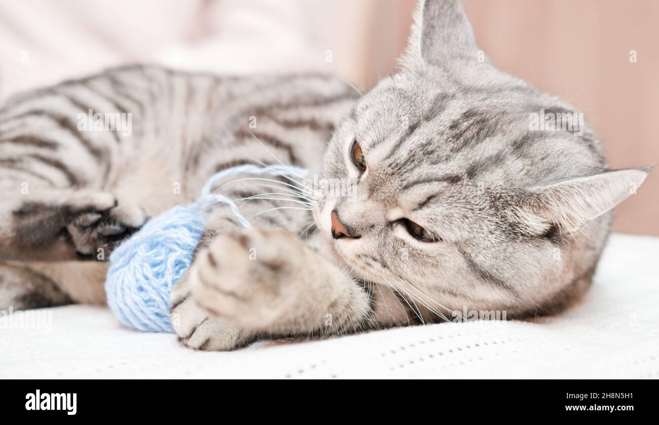 happy tabby grey cat playing with ball of yarn on a bed. beautiful ...