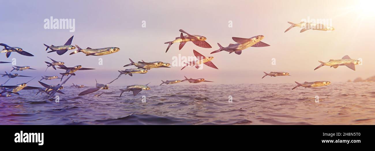 flying fish, school of Exocoetidae Stock Photo - Alamy