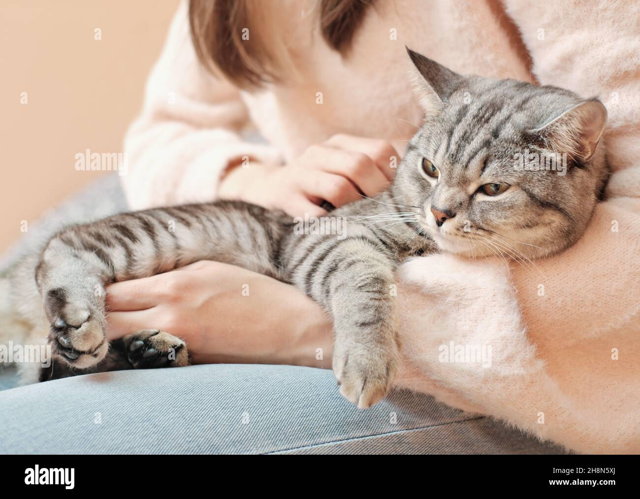 happy relaxed tabby cat getting rest on woman hands. owner embracing ...